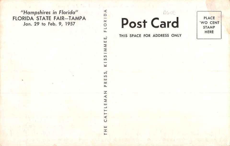 Marianna Florida Circle D Ranch Pig Vintage Postcard KK1715 | eBay