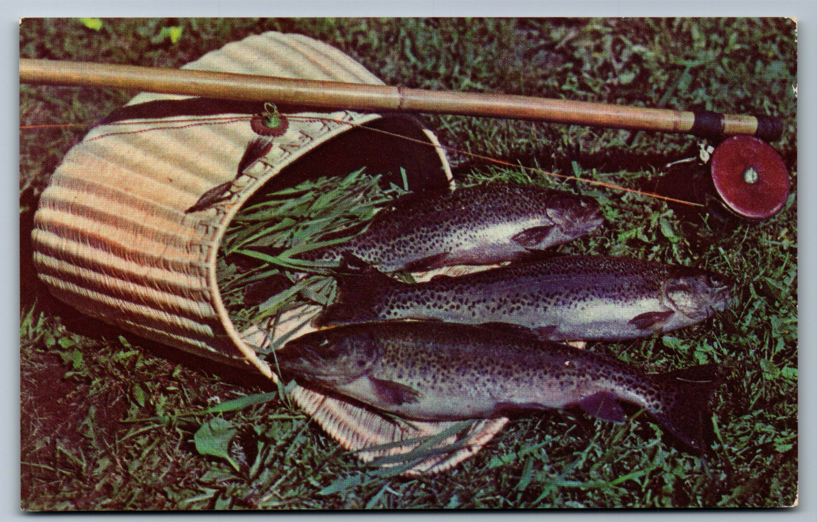 Postcard MI Fishermans Catch Northern Michigan V3 | eBay