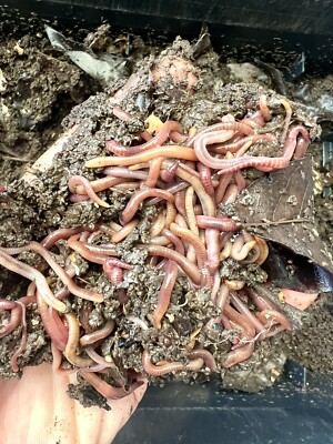 Live Compost Worms | eBay Australia