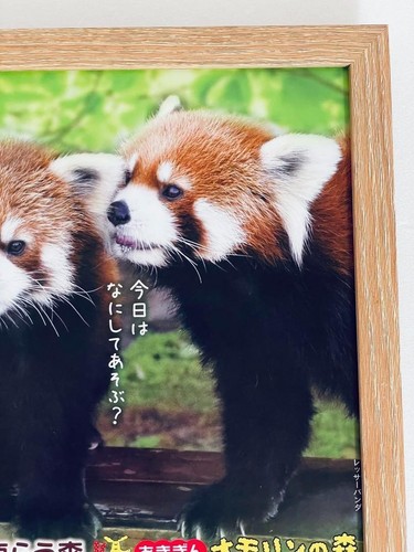 Omoriyama Zoo Flyer with A4 frame Poster style Advertisement Red Panda ...