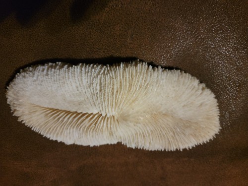 VTG Unique Natural White Slipper Reef Coral Decor Display | eBay