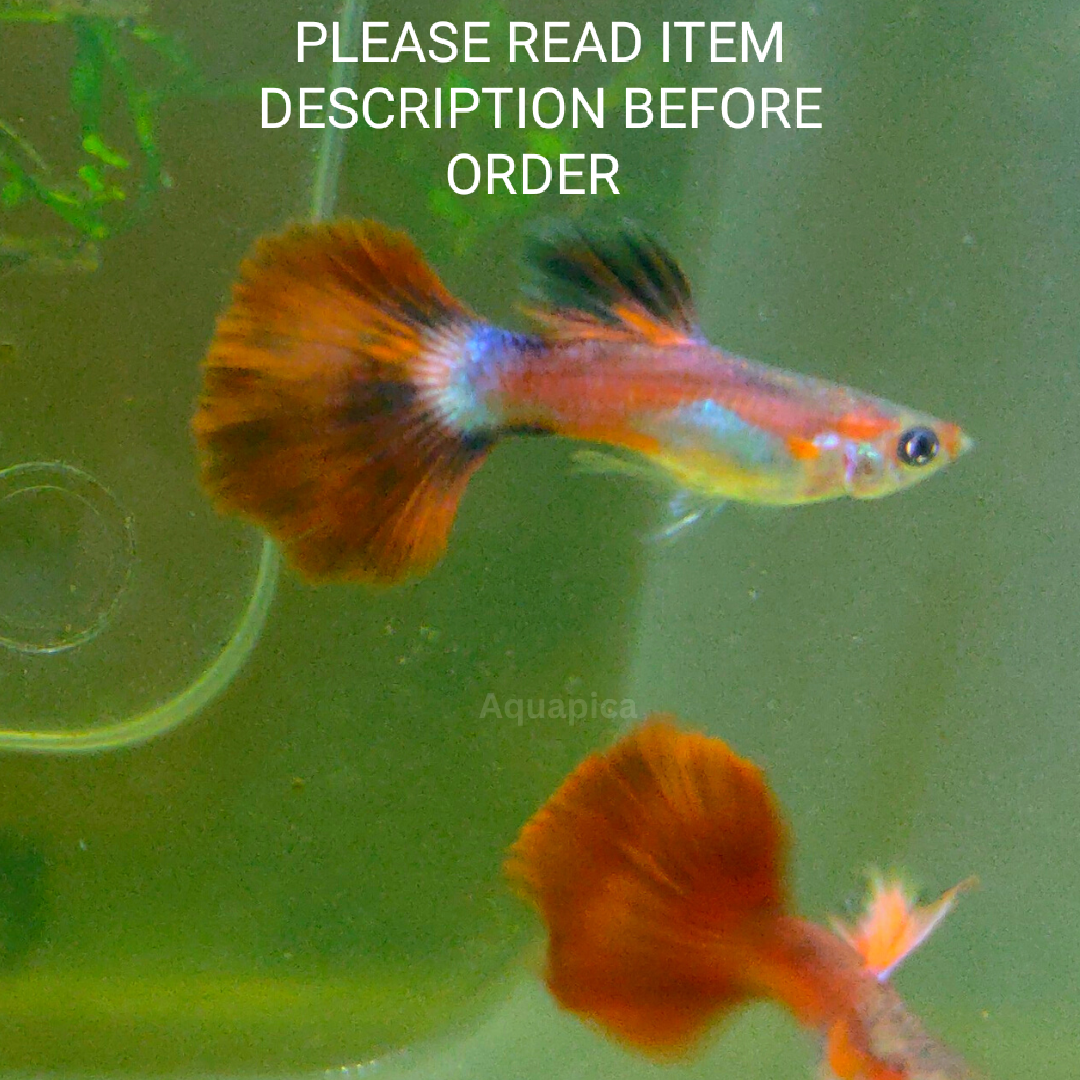 How Many Types Of Guppy Fish Are There Tam Ky - Infoupdate.org