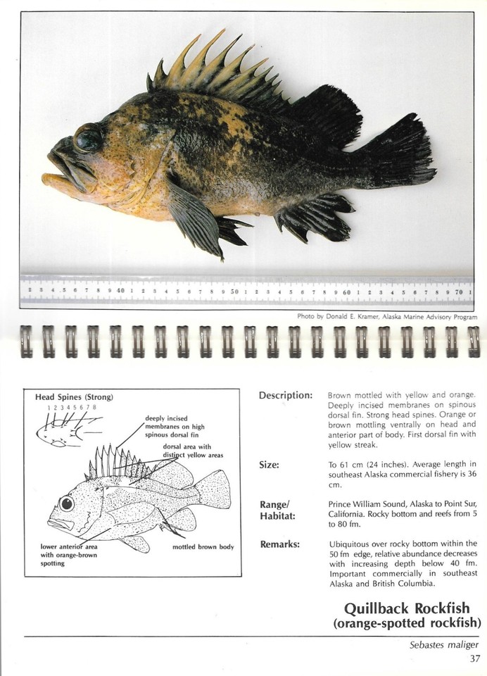 GUIDE TO NORTHEAST PACIFIC ROCKFISHES Genera Sebastes and Sebastolobus ...