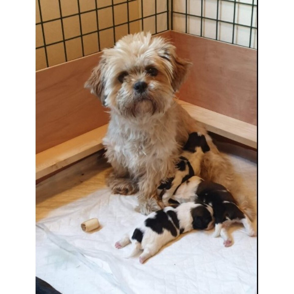 Whelping Box Pen 1m x 1m with Pig Rails Puppies Puppy Cage With Opening ...