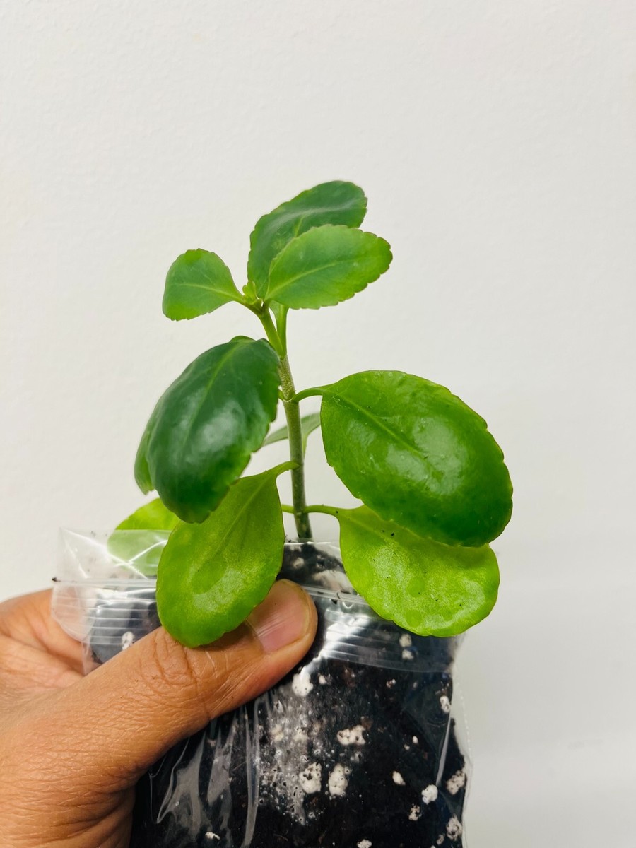 Kalanchoe Pinnata Medicinal Uses