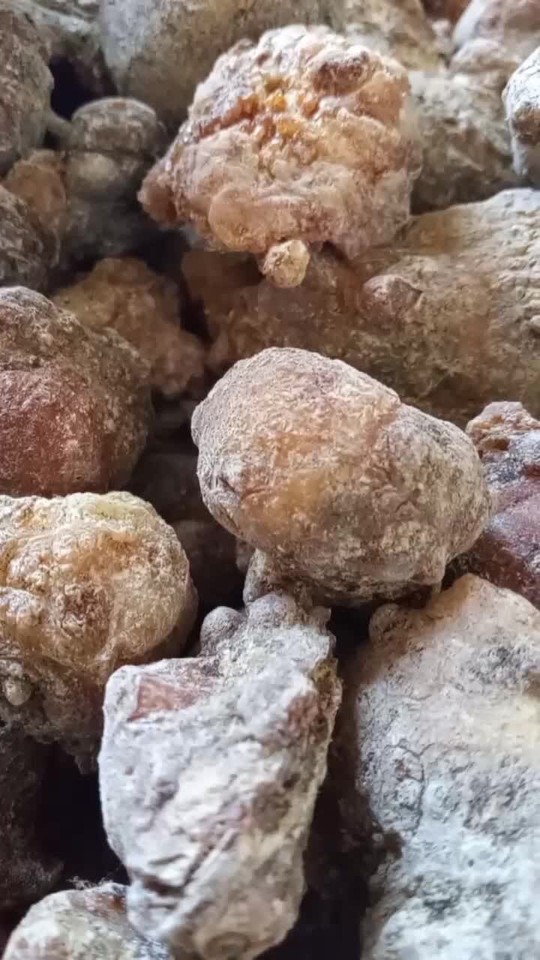 1oz Sap Pinon Resin Pine Resin Organic NM Mountains Piñon Hand Picked ...