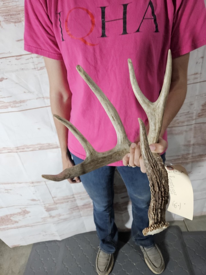 Wild Whitetail Deer Antler Shed Horn Rack Decor 6 Point Man Cave Decor ...
