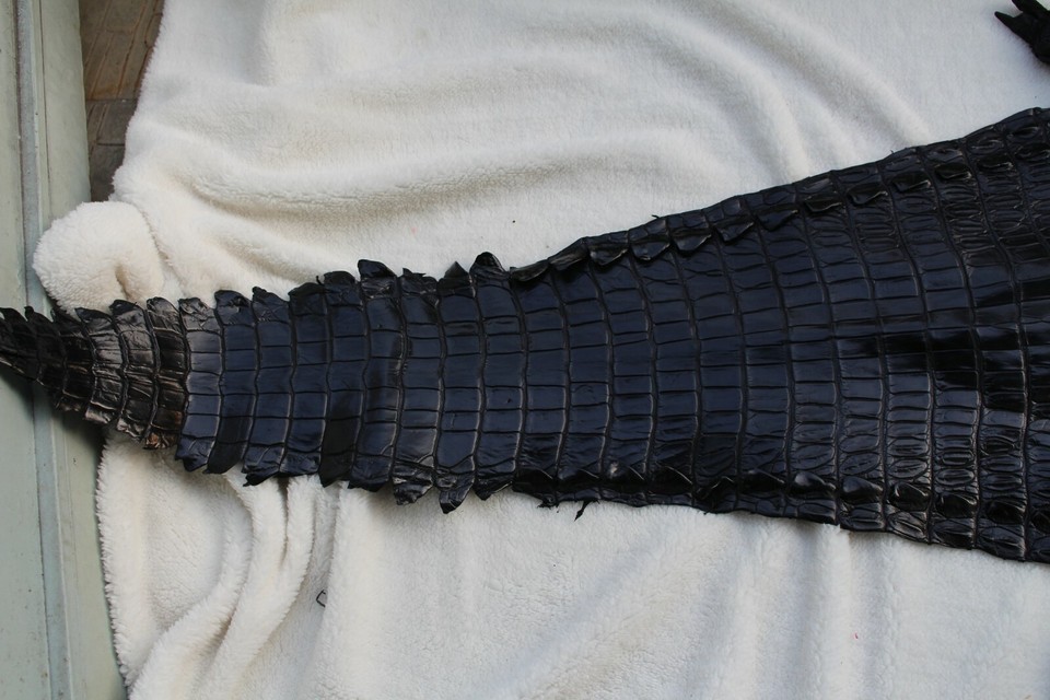 Black Genuine Crocodile Skin Leather Hide Exotic Pelt taxidermy Craft # ...