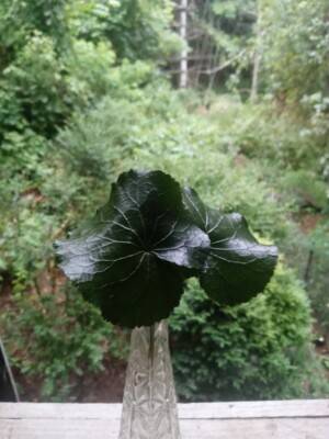 100 pack galax urceolata Native Galax Leaves for florists and plant ...