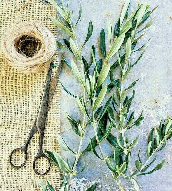 Real Olive Tree Branch