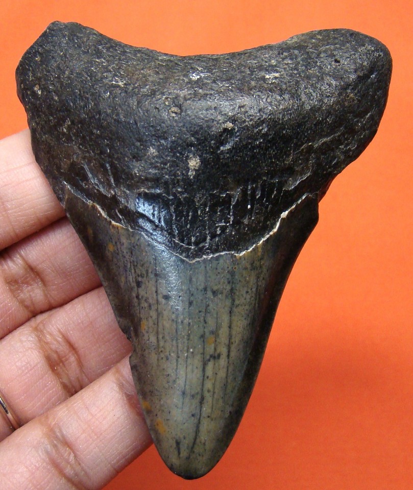 MEGALODON SHARK TOOTH REAL FOSSIL - 2.80” SHARK TEETH - NO RESTORATIONS ...