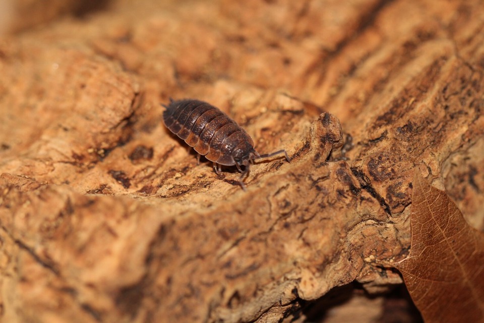 P. Scaber "Lava" Isopods. & Dalmatian Isopods Bonus. | eBay