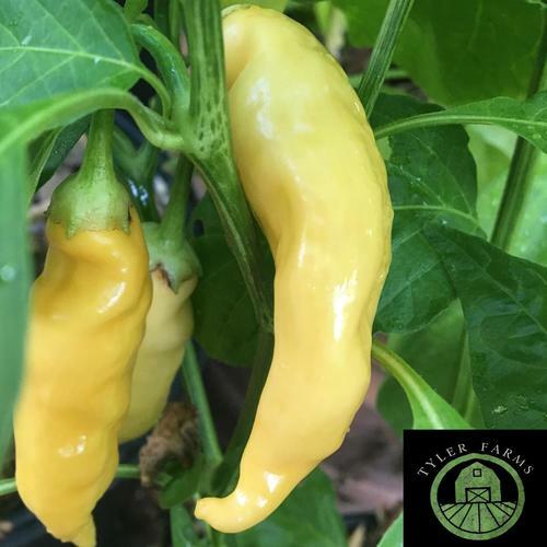 10+ Sugar Rush Peach Pepper Seeds | Hot Exotic chili, chile | USA Grown ...