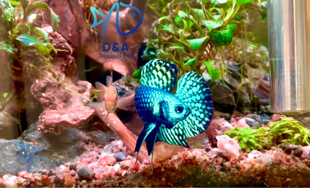 1 MALE - Live Betta Fish High Quality Wild Betta Alien Green Moscow ...