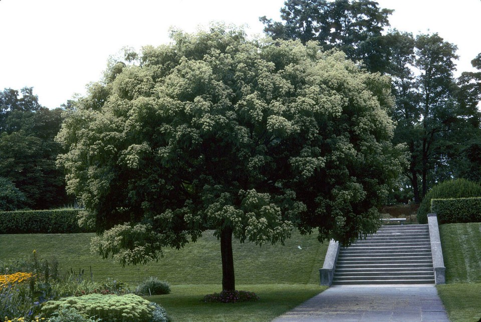 Korean Evodia, (Bee Bee Tree), Evodia danielli, Tree Seeds (Fast, Showy ...