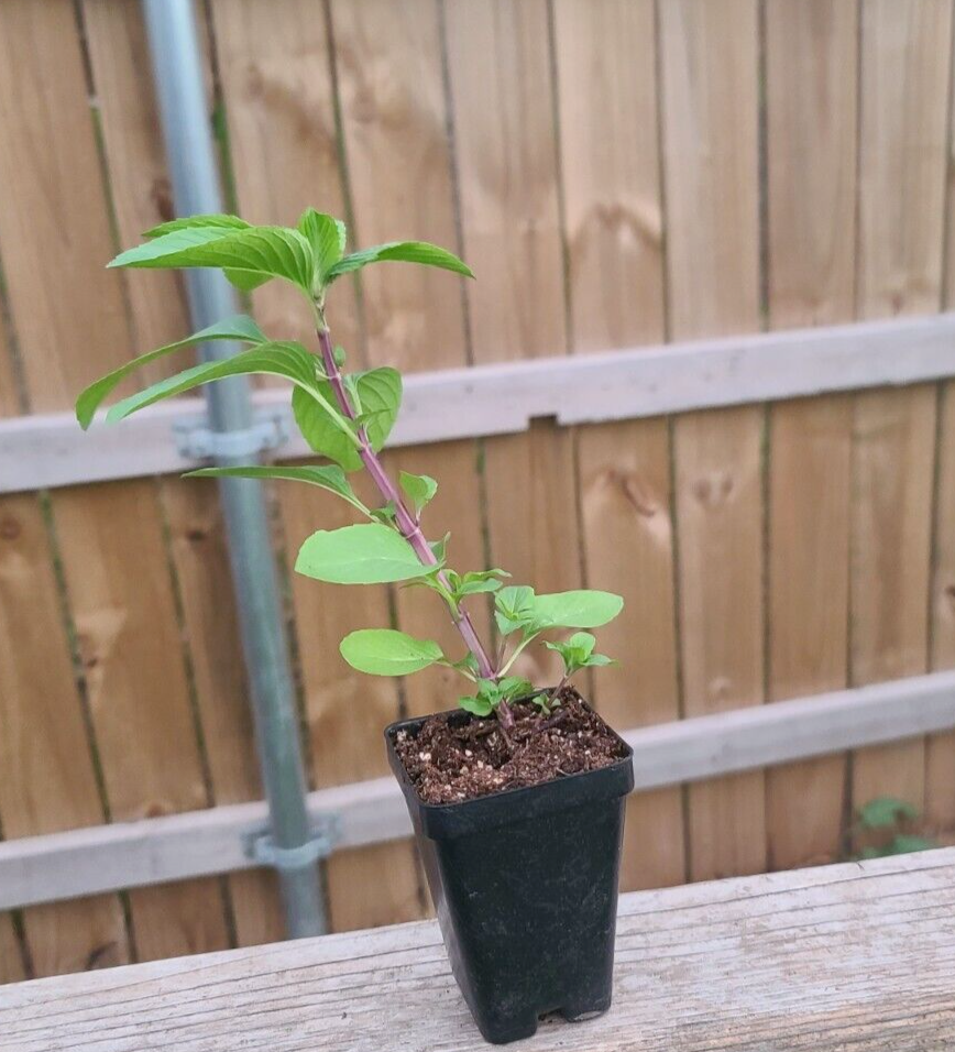 Hung Cay Mint Live Plant Organically Heirloom | eBay