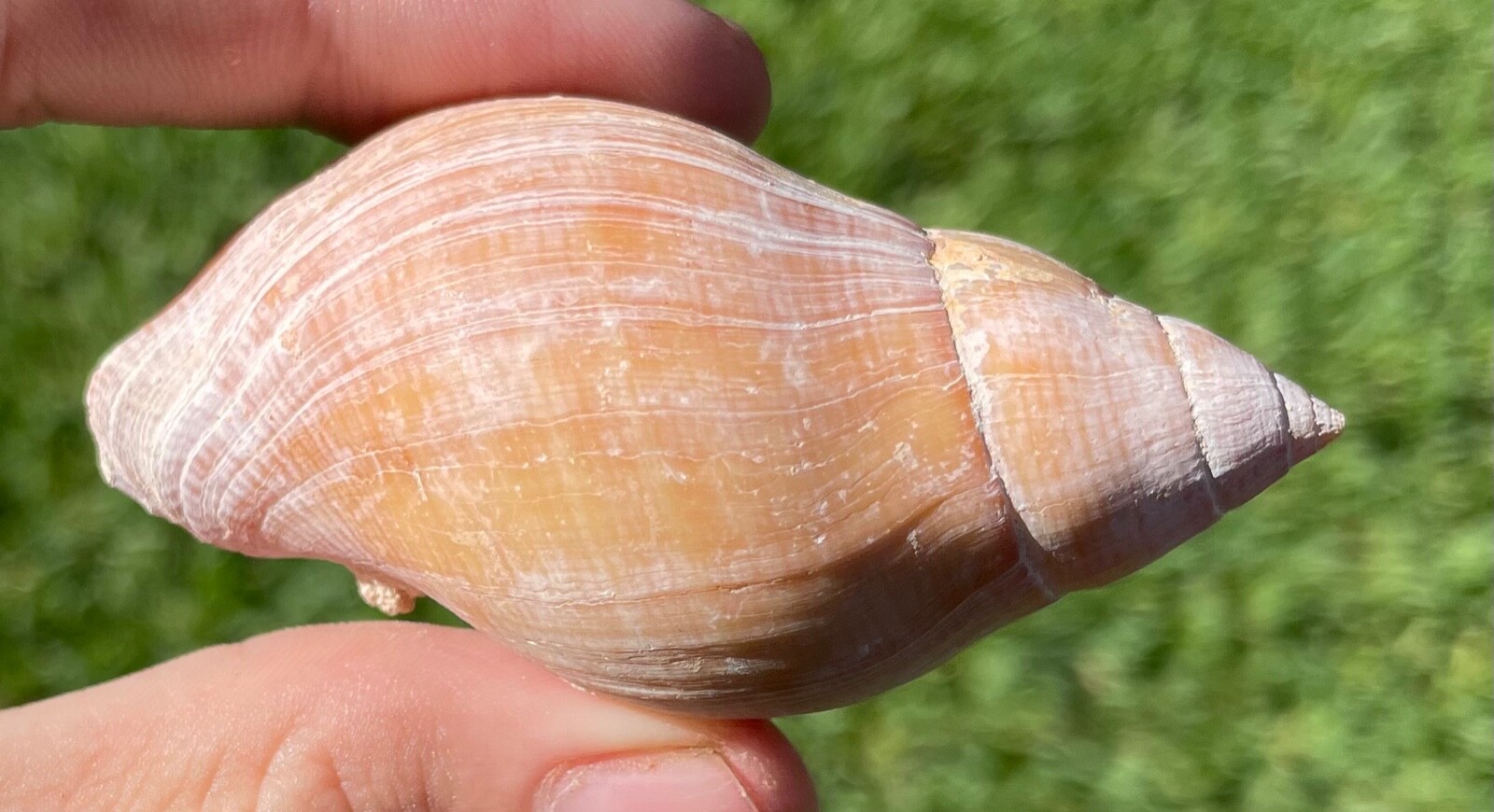 Egypt Fossil Gastropod Nassa situla Pleistocene Age Shell | eBay