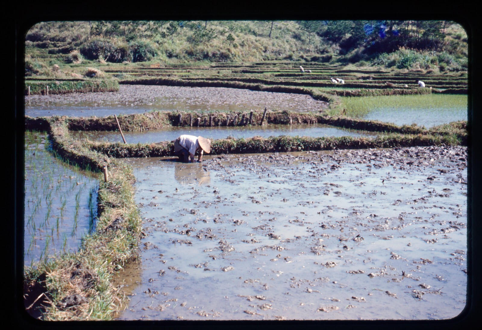 c1950 Indigenous Rice Planting Okinawa Japan Red Border 35mm Slide ...
