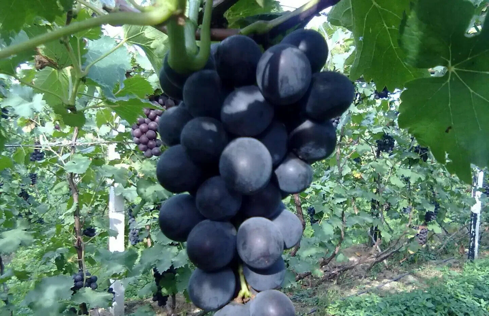 50Pcs Grape Seeds (Vitis vinifera) var. Kyoho Grapes Original | eBay