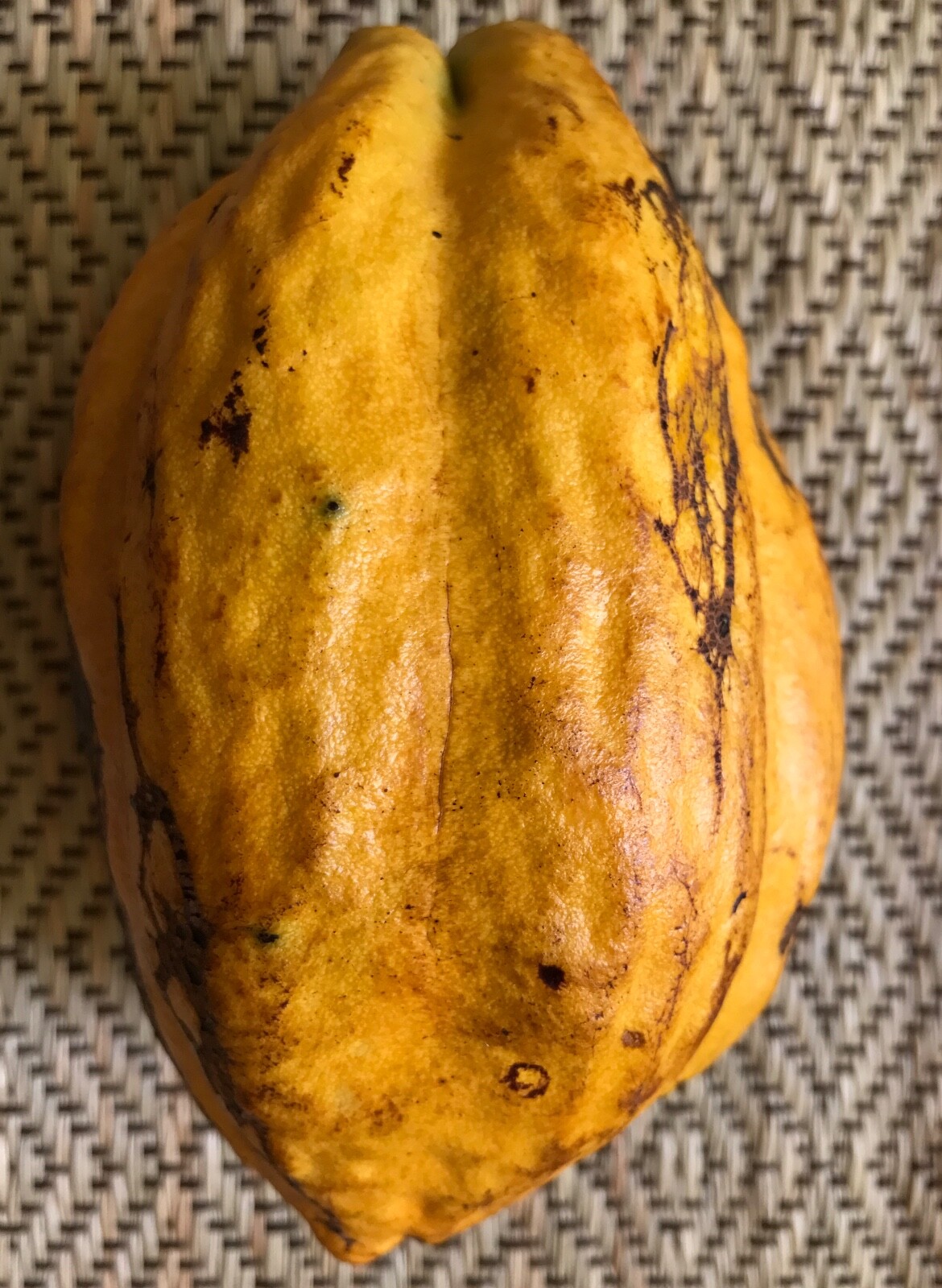 FORASTERO Jaco Jaca Variety Theobroma Cacao Cocoa Chocolate Fruit Tree ...