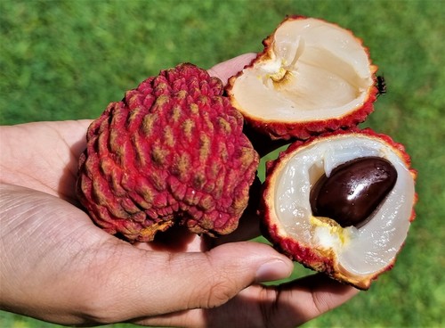 ERDON LEE LYCHEE SEEDLING IN 75MM POT . | eBay Australia