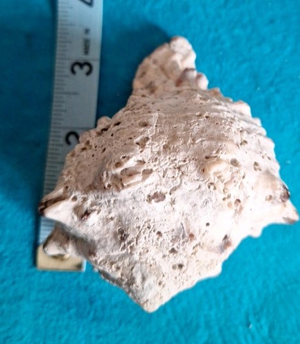Lovely Ancient Knobbed Conch Shell 4 Inches Long & Full Of Gorgeous ...