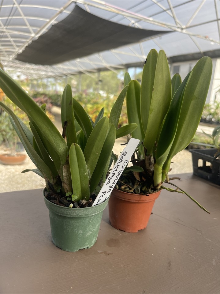 Orchid live Fragrant Cattleya Mini Cattleya- potted | eBay