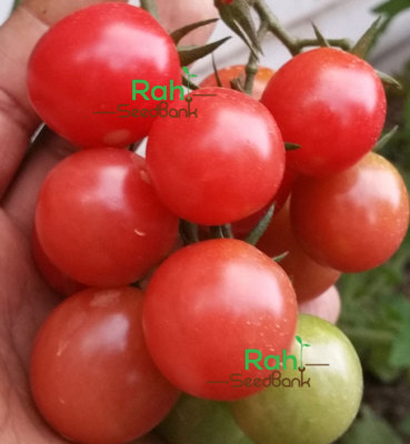 Pink Pearl Tomato - A Delicious Cherry Type Tomato Variety - 10 Seeds ...