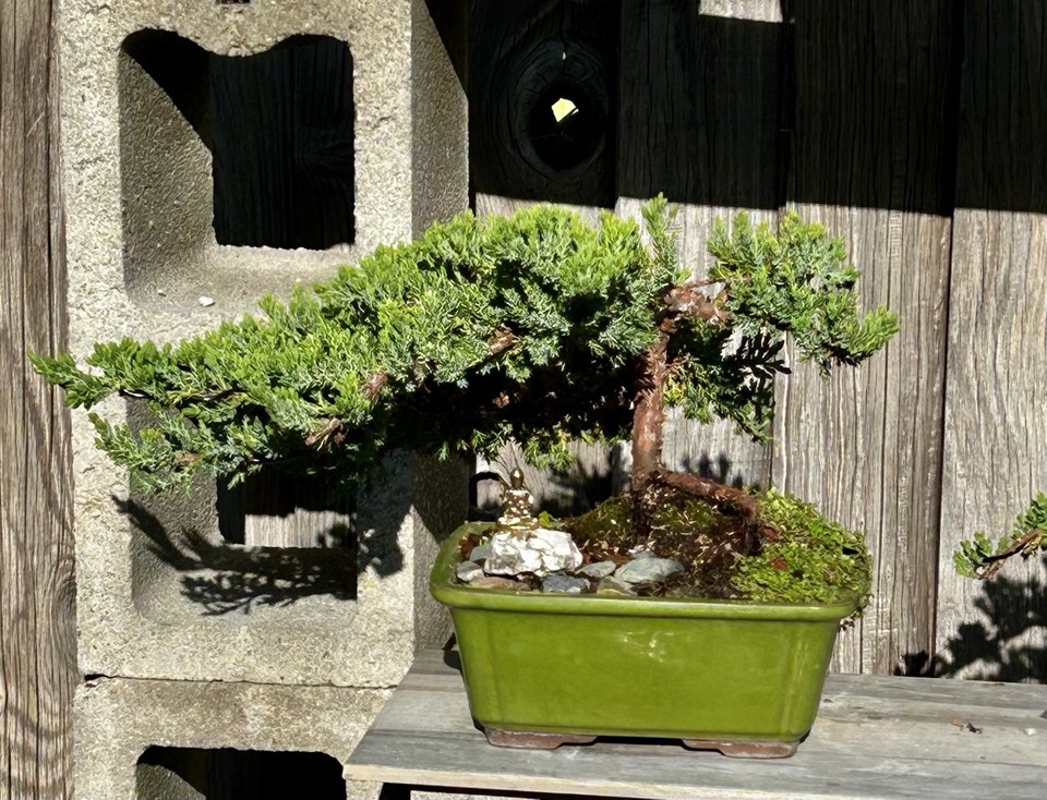 12 YR OLD LARGE JUNIPER BONSAI TREE | eBay