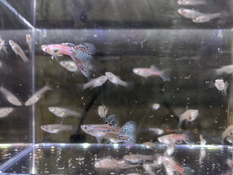 1 TRIO - Live Aquarium Guppy Fish (1M/2F) - Blue Grass PLUS 1 FREE ...