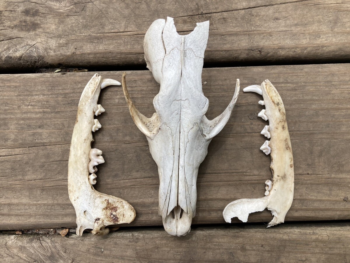 Coyote Skull Anatomy