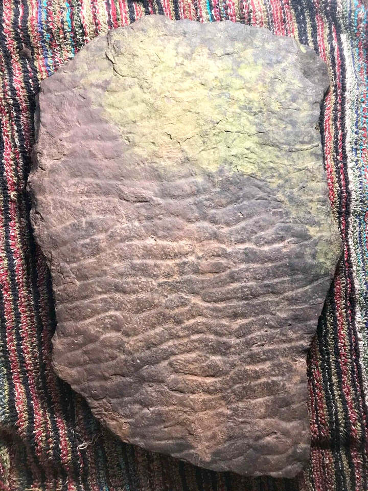 UNIQUE RIPPLE ROCK WORM TRAIL FOSSIL found along Dinosaur tracks ...