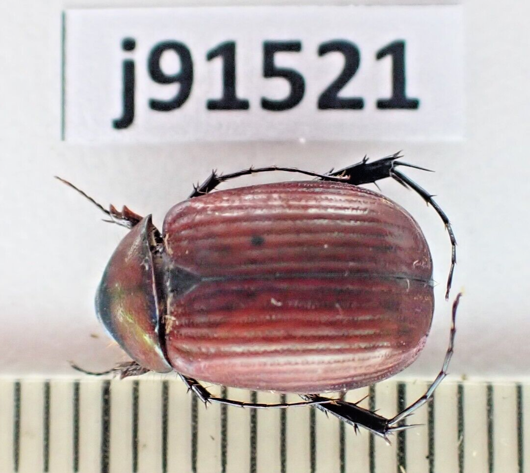 Scarabaeidae