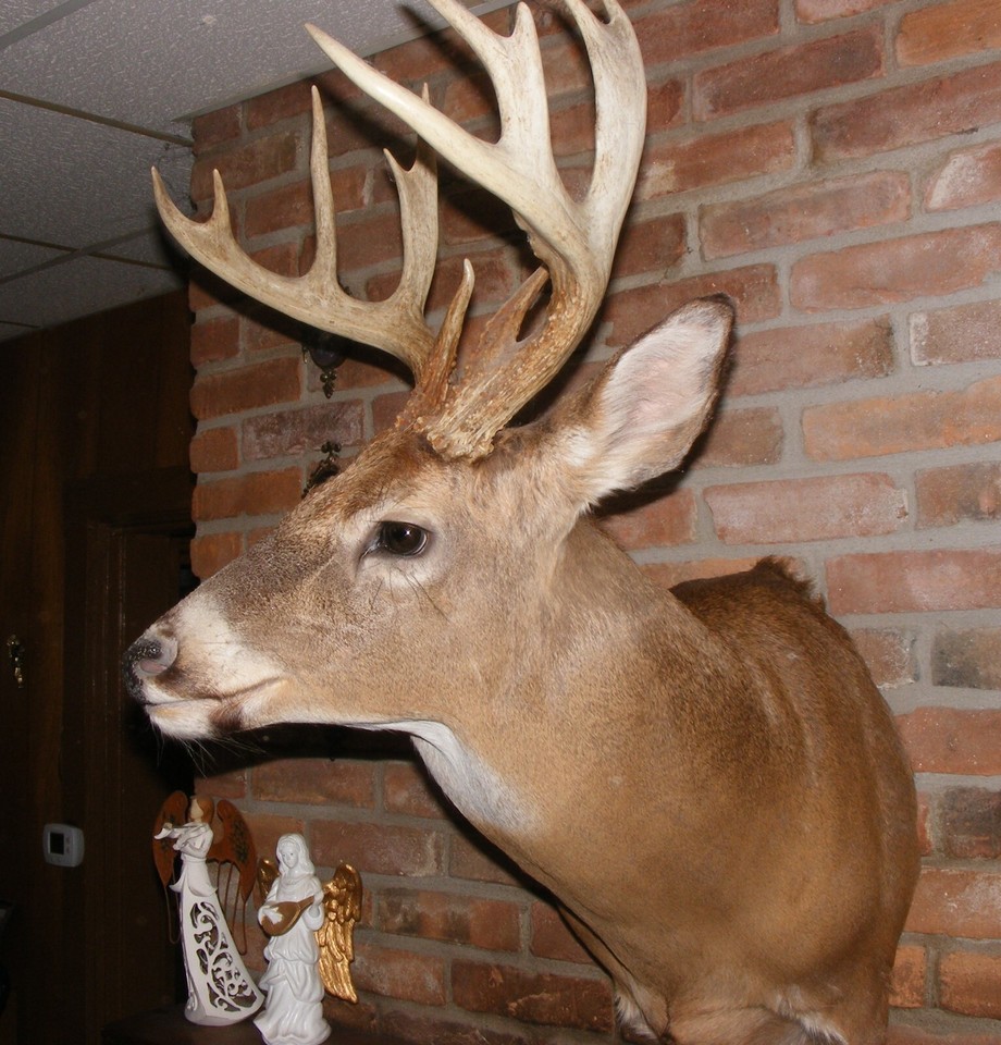 Deer Mount 11 Point Buck | eBay