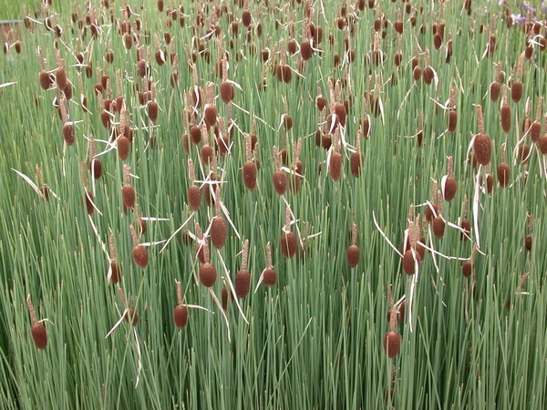 Typha Minima Dwarf Bullrush water lilies pond plants marginal plants ...