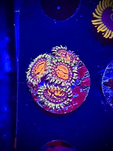 Cb Grand master strat zoas high light Coral King Wysiwyg live coral ...
