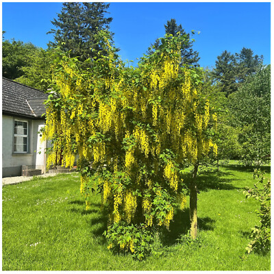 Common Laburnum Tree, 2-3ft Tall, Multi Stemmed, in 2L Pot Laburnum ...