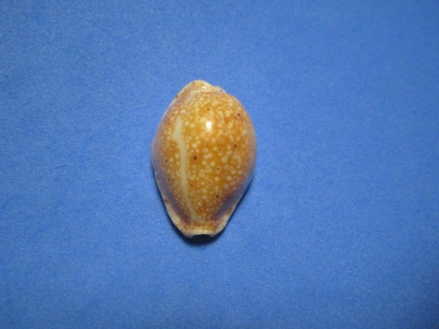 Cypraea ocellata Linnaeus, 1758 "LITTLE BEAUTY!" ( 24.4mm) | eBay
