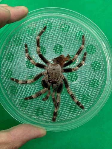 Various TARANTULA Molts Taxidermy Exoskeletons Educational skins!!! | eBay