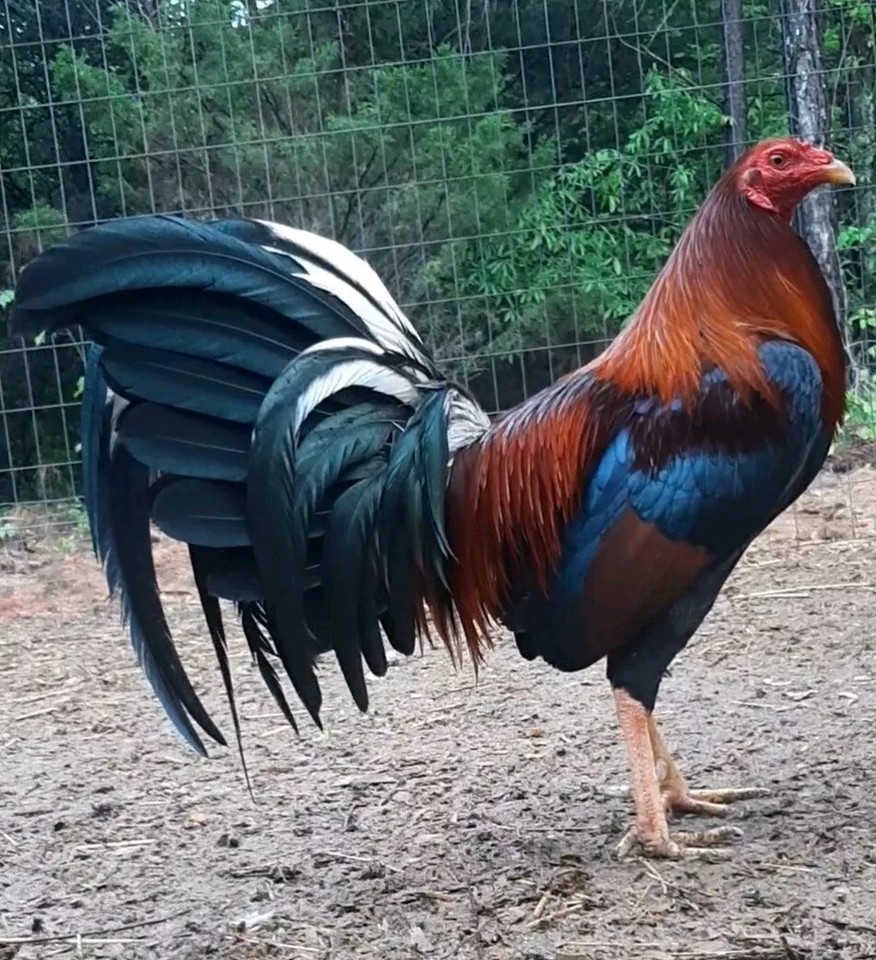 10 Chicken Hatching Eggs | eBay