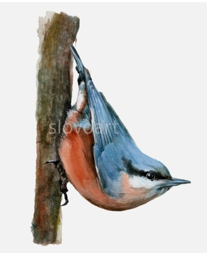 Red-breasted Nuthatch. Print of an original watercolor painting ...