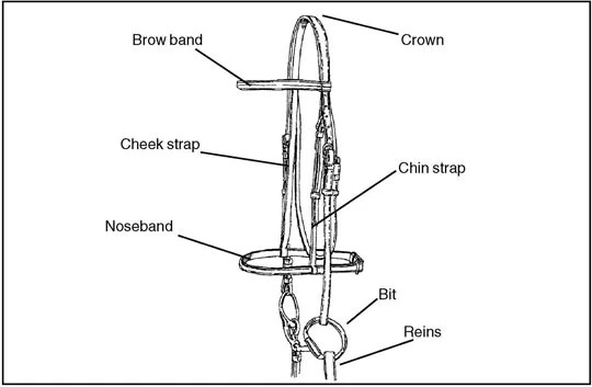 English Horse Tack Diagram