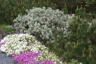 Wollweide Zwergweide Salix lanata 30 - 40 cm im Container | eBay.de