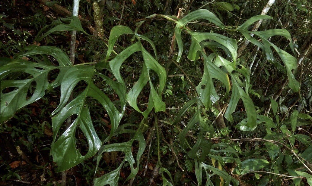 Monstera Praetermissa (starter plant) | eBay