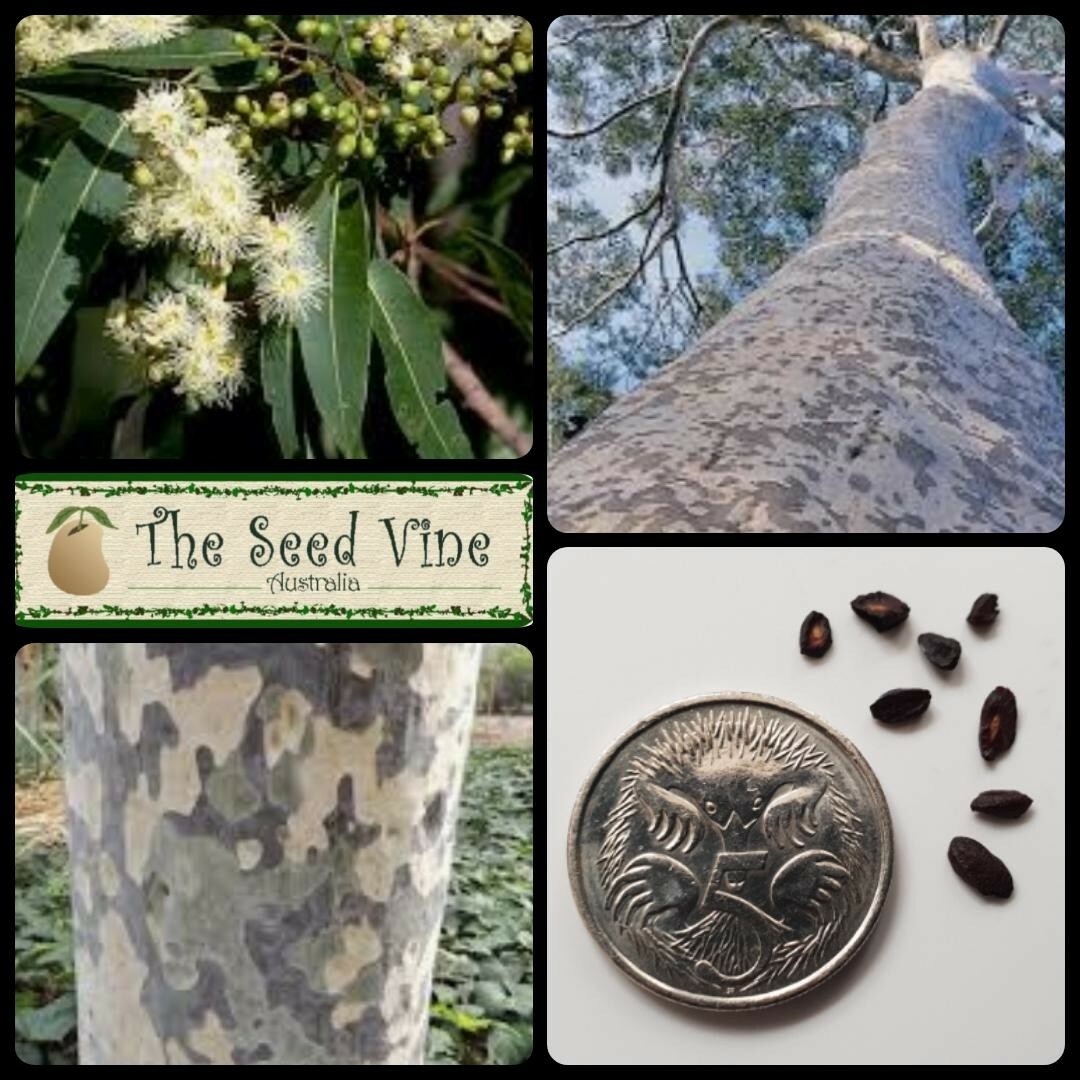 50+ SPOTTED GUM TREE SEEDS (Corymbia maculata) Native Hardwood ...