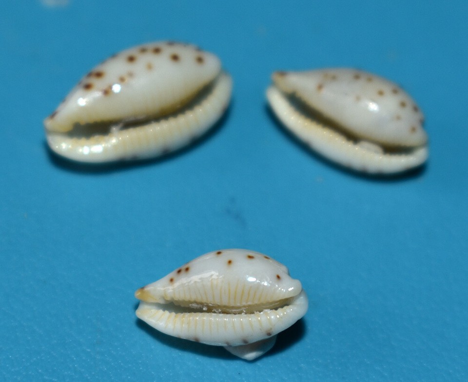 SEA SHELL - COQUILLAGES - CYPRAEIDAE -NOTADUSTA PUNCTATA 12.20- 13- 14.85mm | eBay
