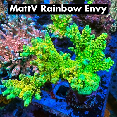 Fri Thirstysreef Acropora Coral MattV Rainbow Envy 3/4 Inch | eBay