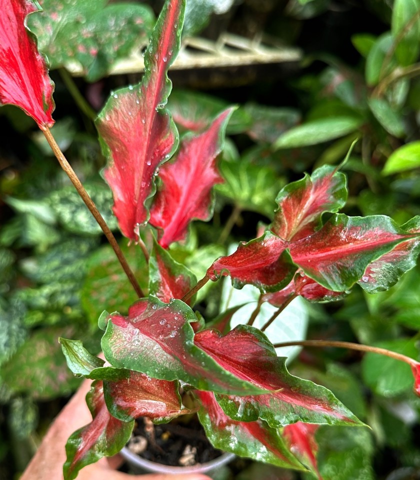 Caladium Red Frills Lush New Season Patterned Plant 🦋 Colly Dolly ...