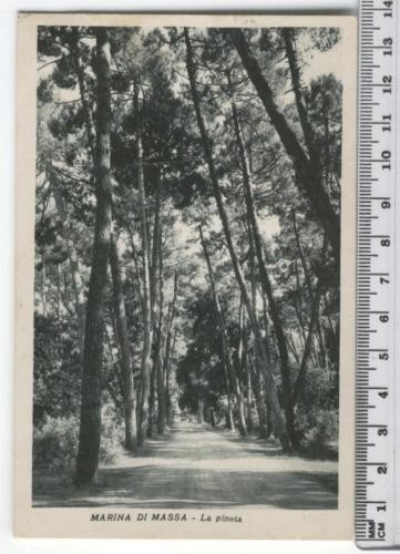 Carte Postale Toscane - Marine de Masse Pinewood - Ms 2365 | eBay