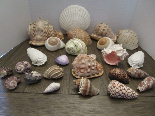 Large Lot of 24 Sea Shells Vintage Assortment with Beautiful Coloring ...